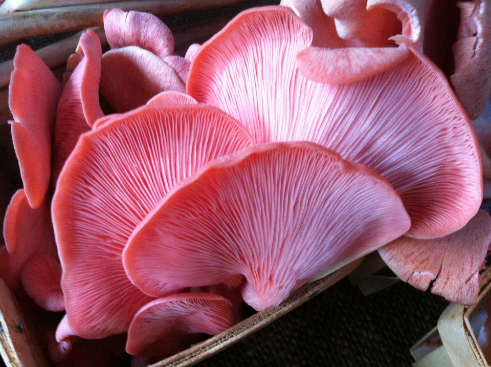 Pink Oyster | Pleurotus djamor mushroom cultivation art | FUNGI FOR THE ...