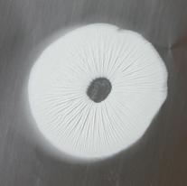 Enoki | Flammulina velutipes – FUNGI FOR THE PEOPLe