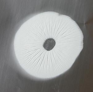 Enoki | Flammulina velutipes – FUNGI FOR THE PEOPLe